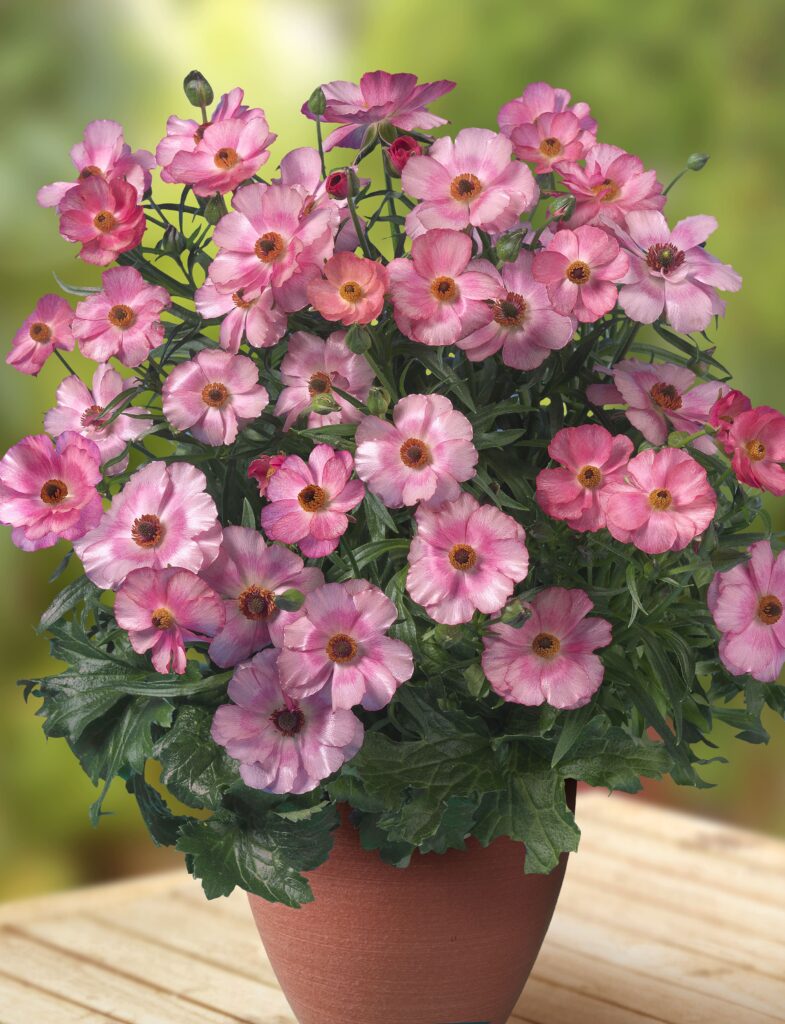 Ranunculus Butterfly™ (Potplant) - Green Works - Specialist in Ranunculus