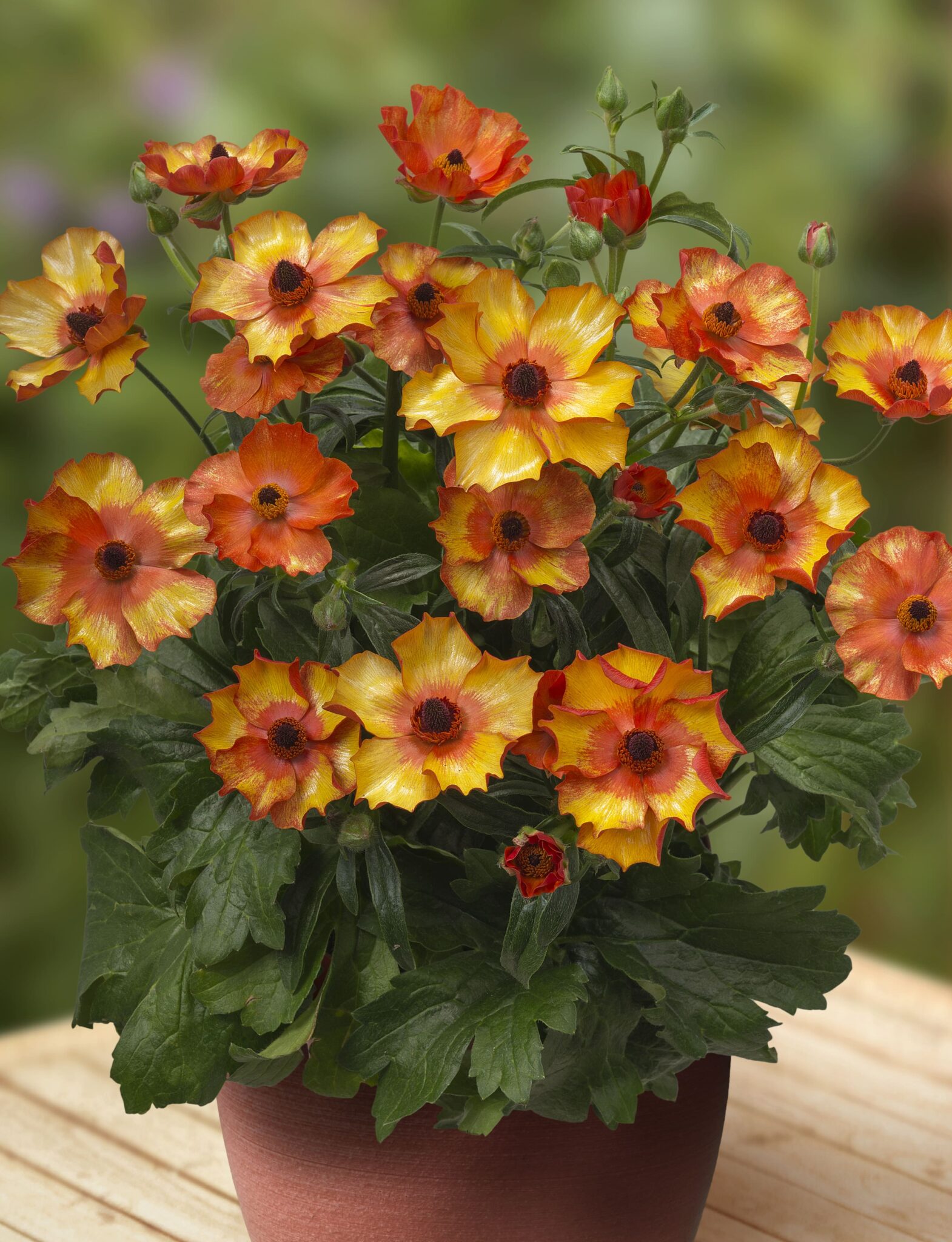 Ranunculus Butterfly™ Minoan® - Green Works - Specialist in Ranunculus