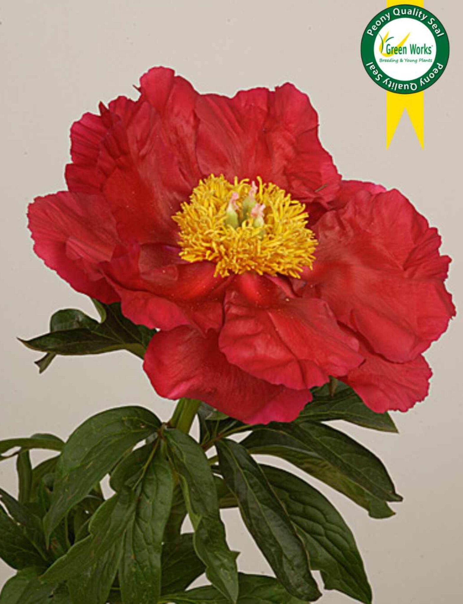 Paeonia - Green Works - Specialist in Peonies