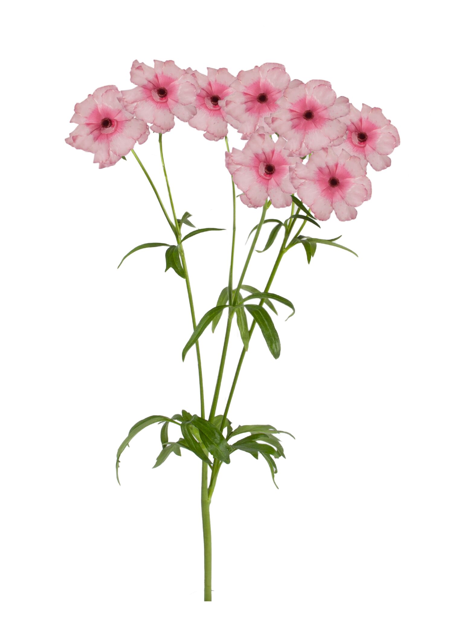 Ranunculus Butterfly™ Jupiter® - Green Works - Specialist in Ranunculus