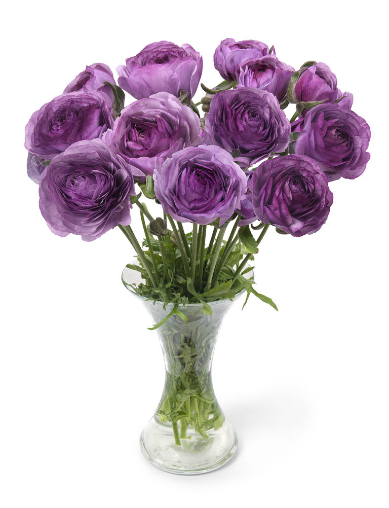 Ranunculus Romance™ (Cut Flower) - Green Works - Specialist in Ranunculus