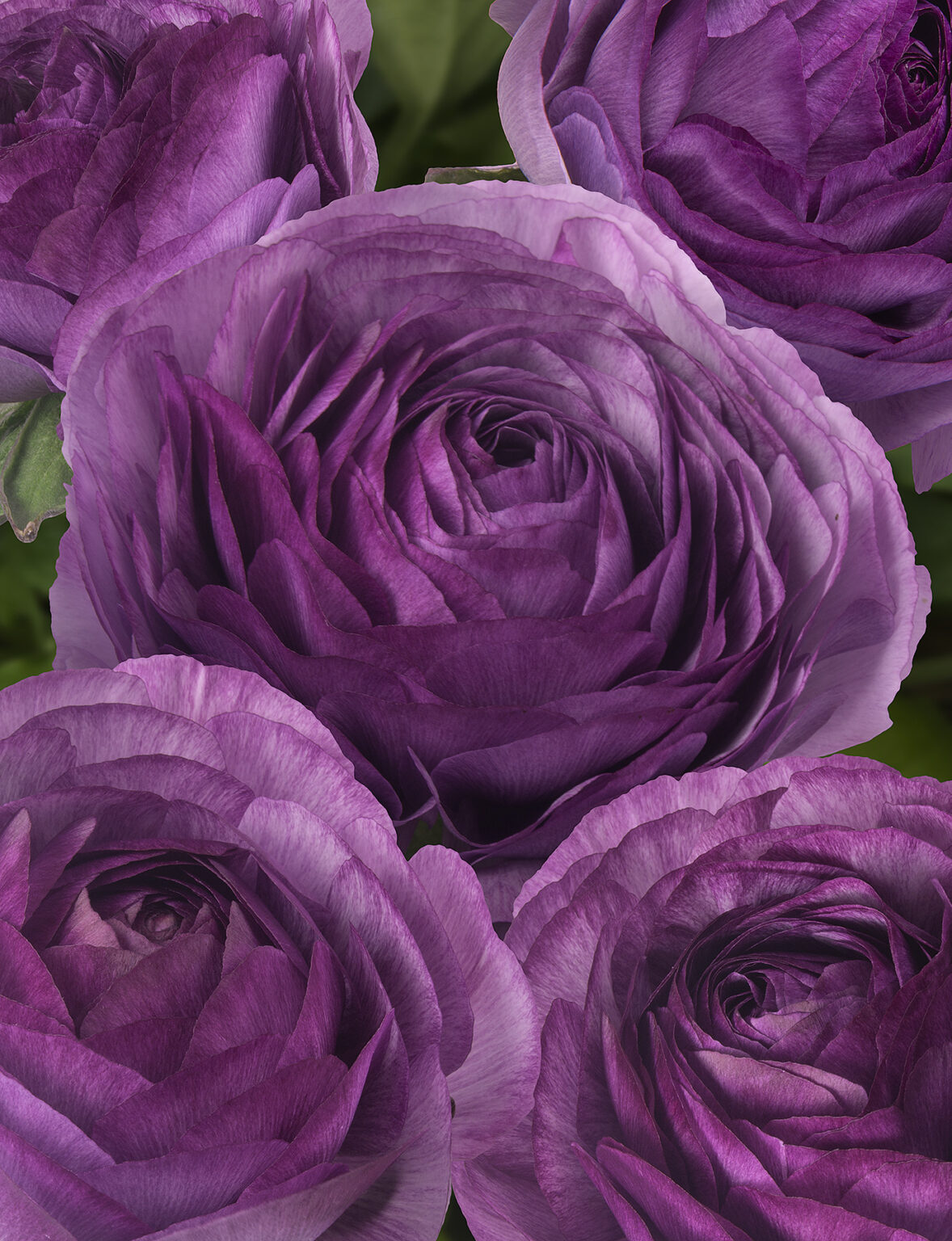 Ranunculus Romance™ (Cut Flower) - Green Works - Specialist in Ranunculus