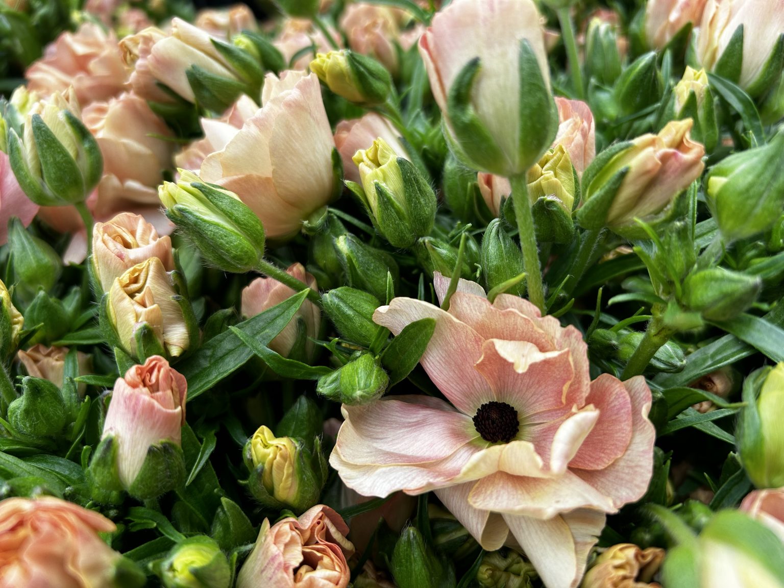 Green Works | Specialist in Young Plants, Paeonia & Ranunculus