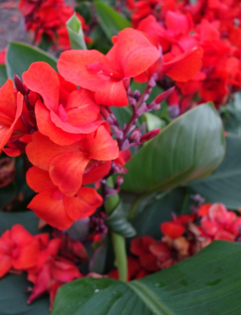 Emma® - Green Works