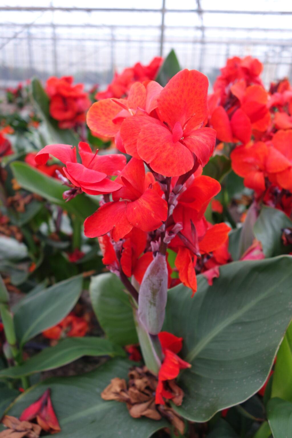 Emma® - Green Works