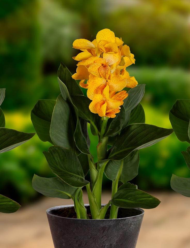 Pot Plants - Green Works - Specialist in Pot Plants