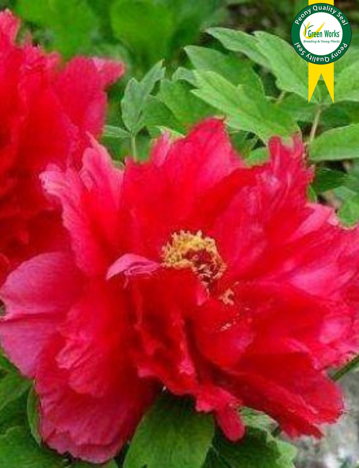 Suffruticosa Red Lotus (Fang Ji) - Green Works