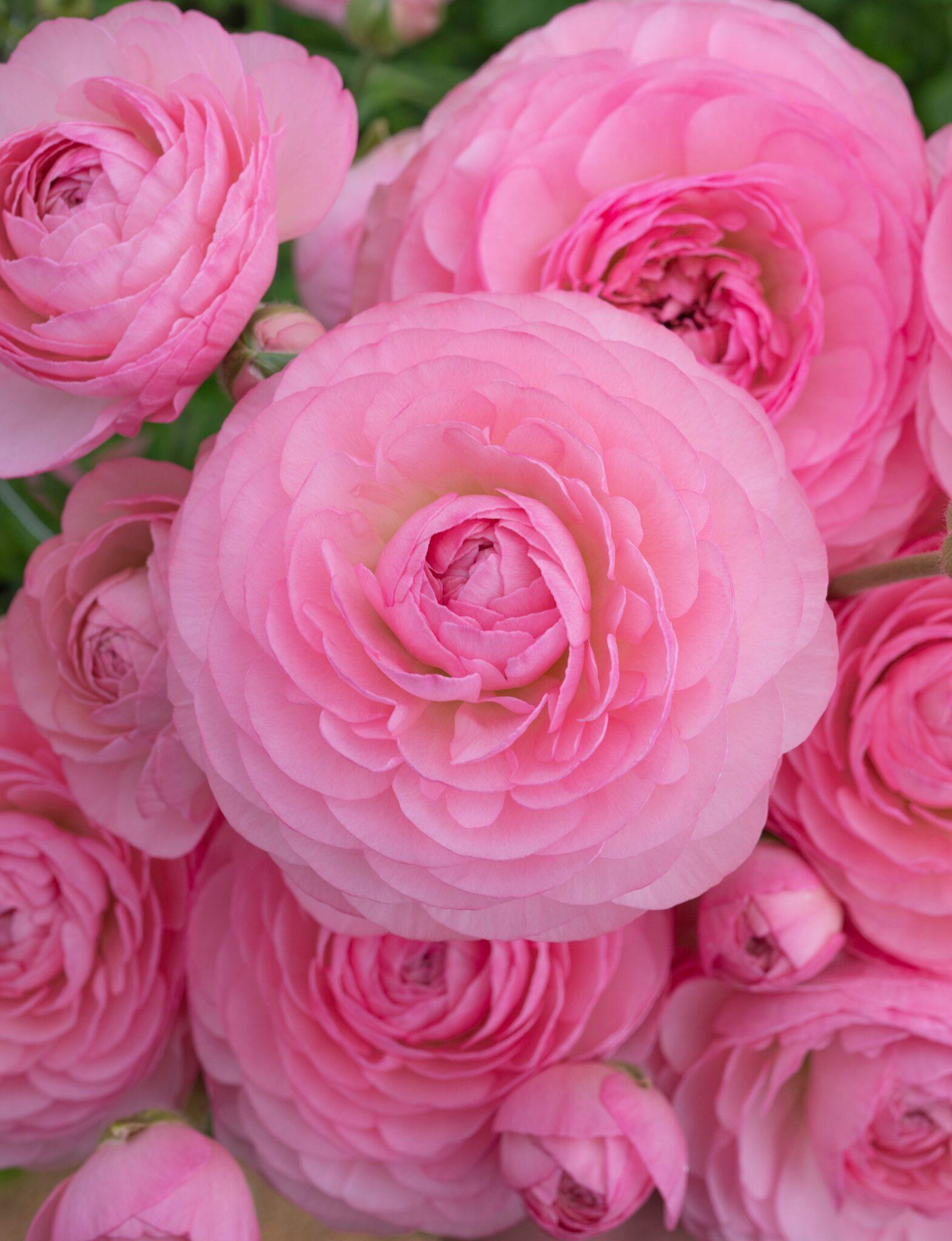 Ranunculus Romance™ (Cut Flower) - Green Works - Specialist in Ranunculus