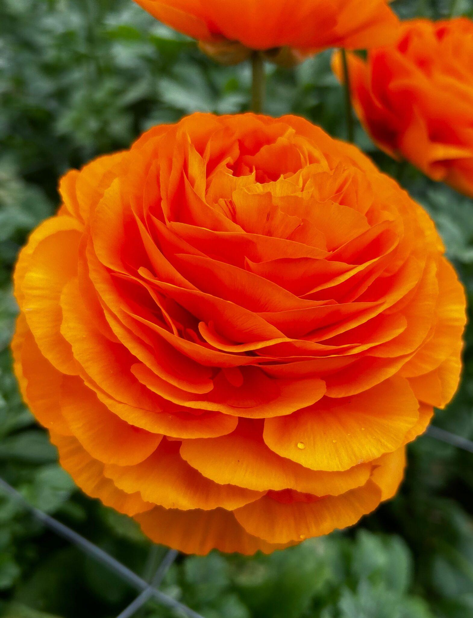 Ranunculus Romance™ (Cut Flower) - Green Works - Specialist in Ranunculus