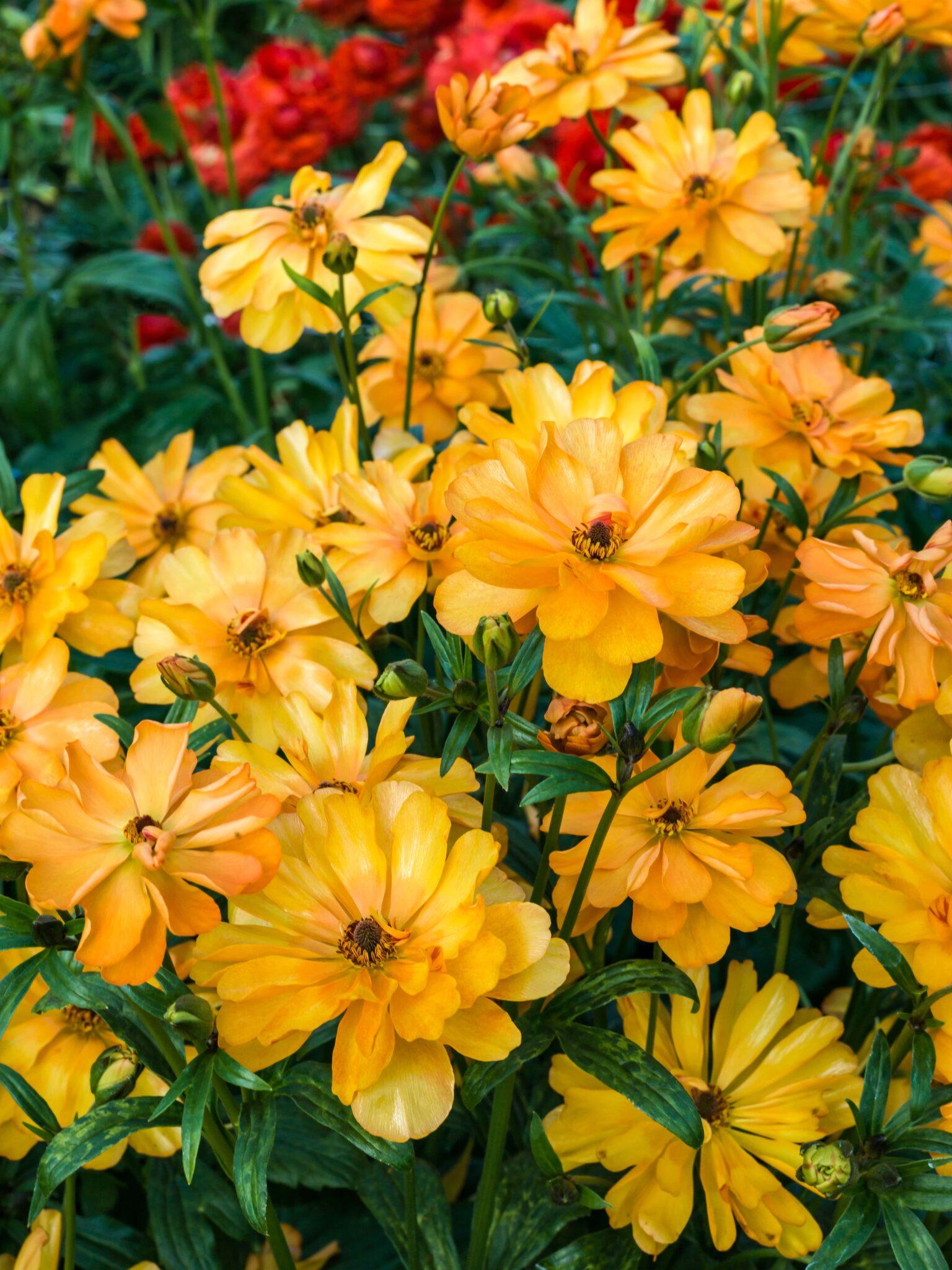 Ranunculus Butterfly™ (Cut flower) - Green Works - Specialist in Ranunculus