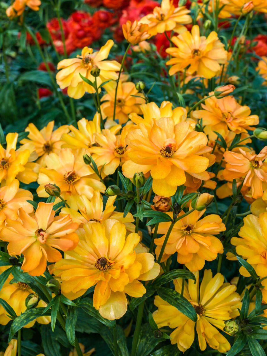 Ranunculus Butterfly™ (Cut flower) - Green Works - Specialist in Ranunculus