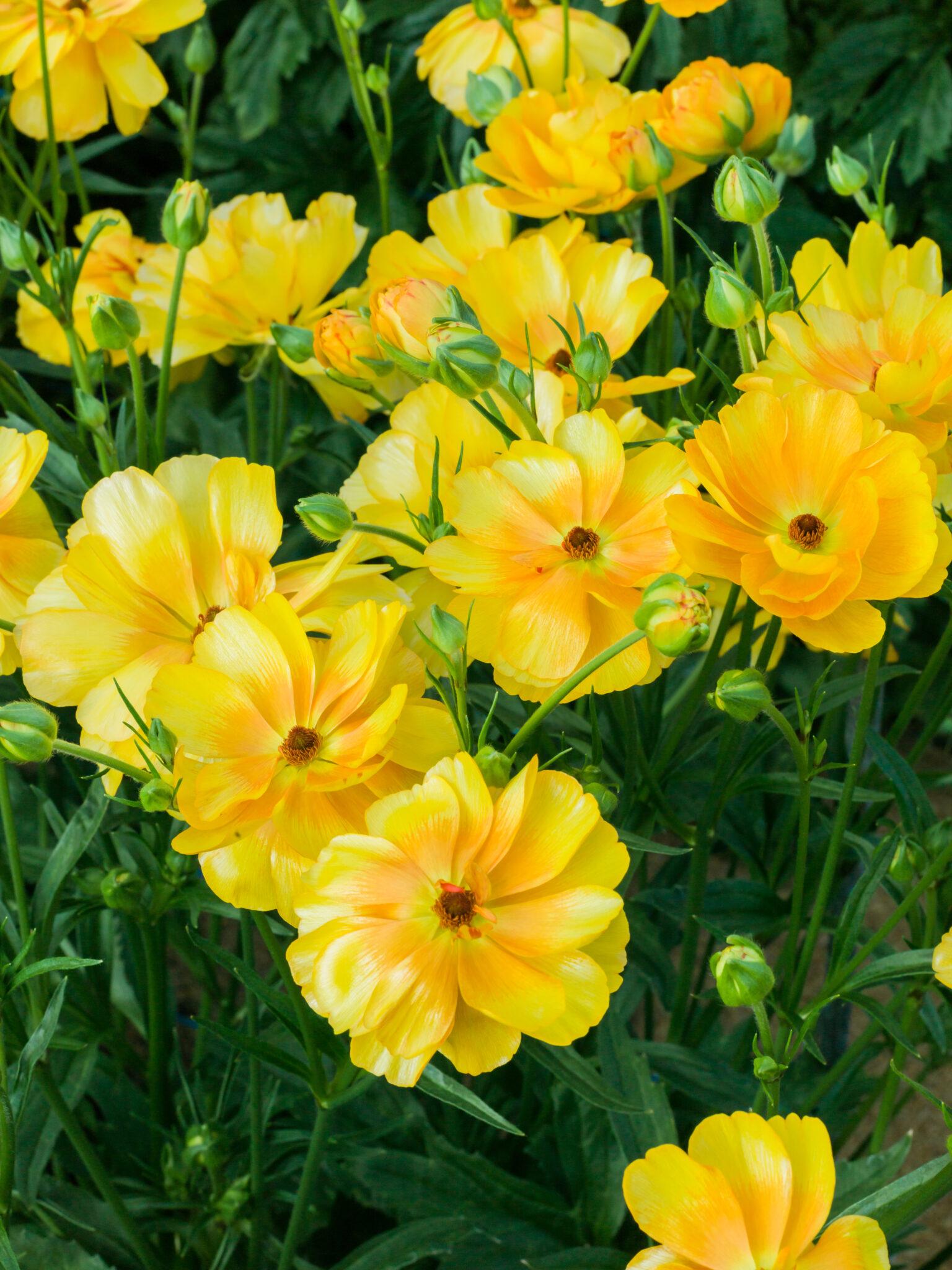 Ranunculus Butterfly™ Litai® - Green Works - Specialist in Ranunculus