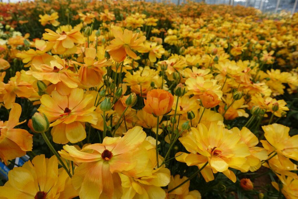 Ranunculus Butterfly™ Litai® - Green Works - Specialist in Ranunculus