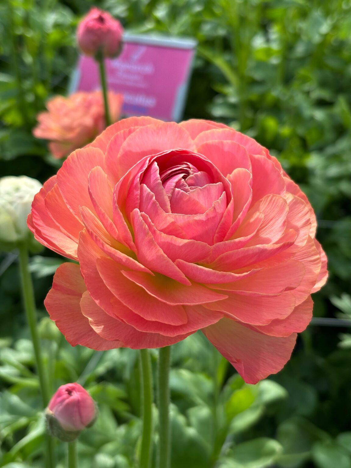 Ranunculus Romance™ (Cut Flower) - Green Works - Specialist in Ranunculus