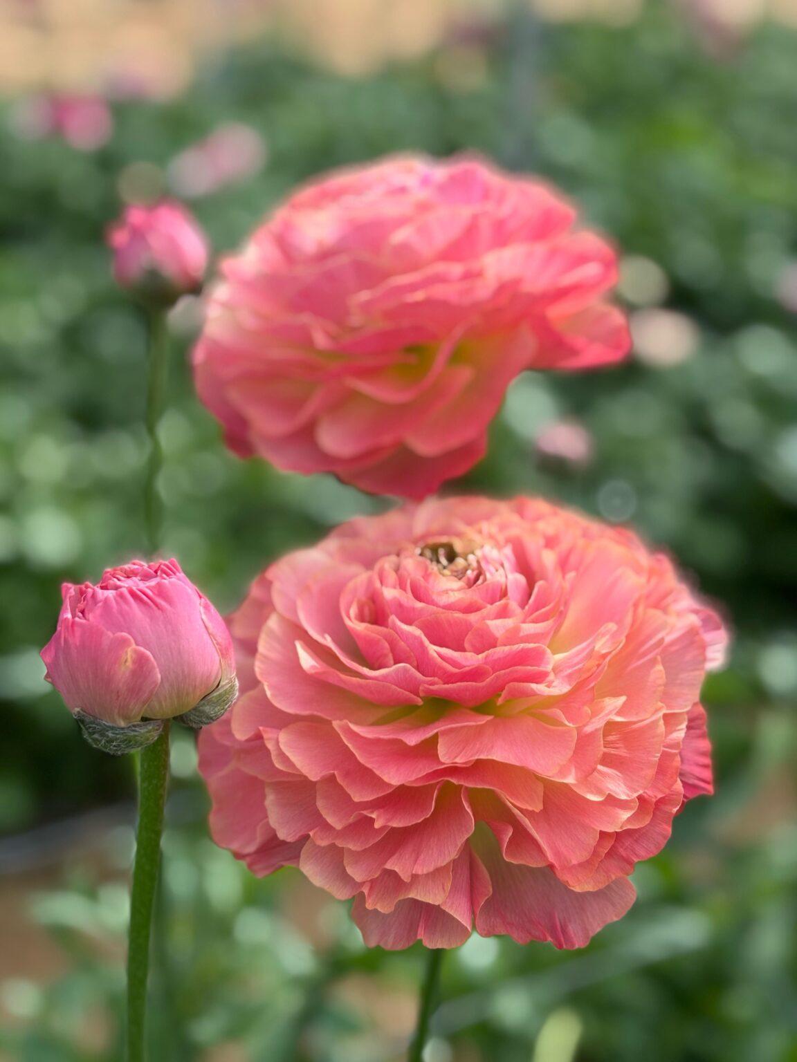 Ranunculus Romance™ (Cut Flower) - Green Works - Specialist in Ranunculus